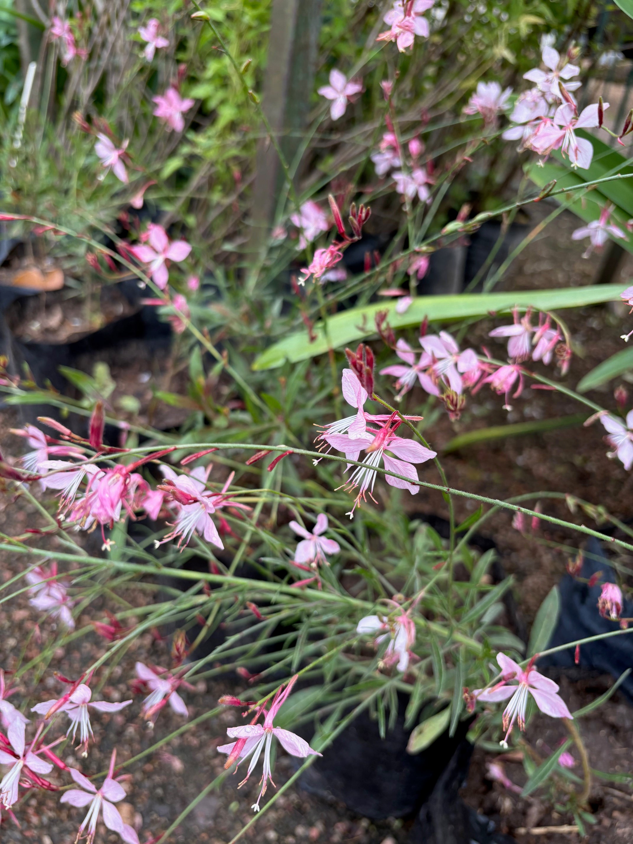 Gaura rosada – Lavender Uruguay