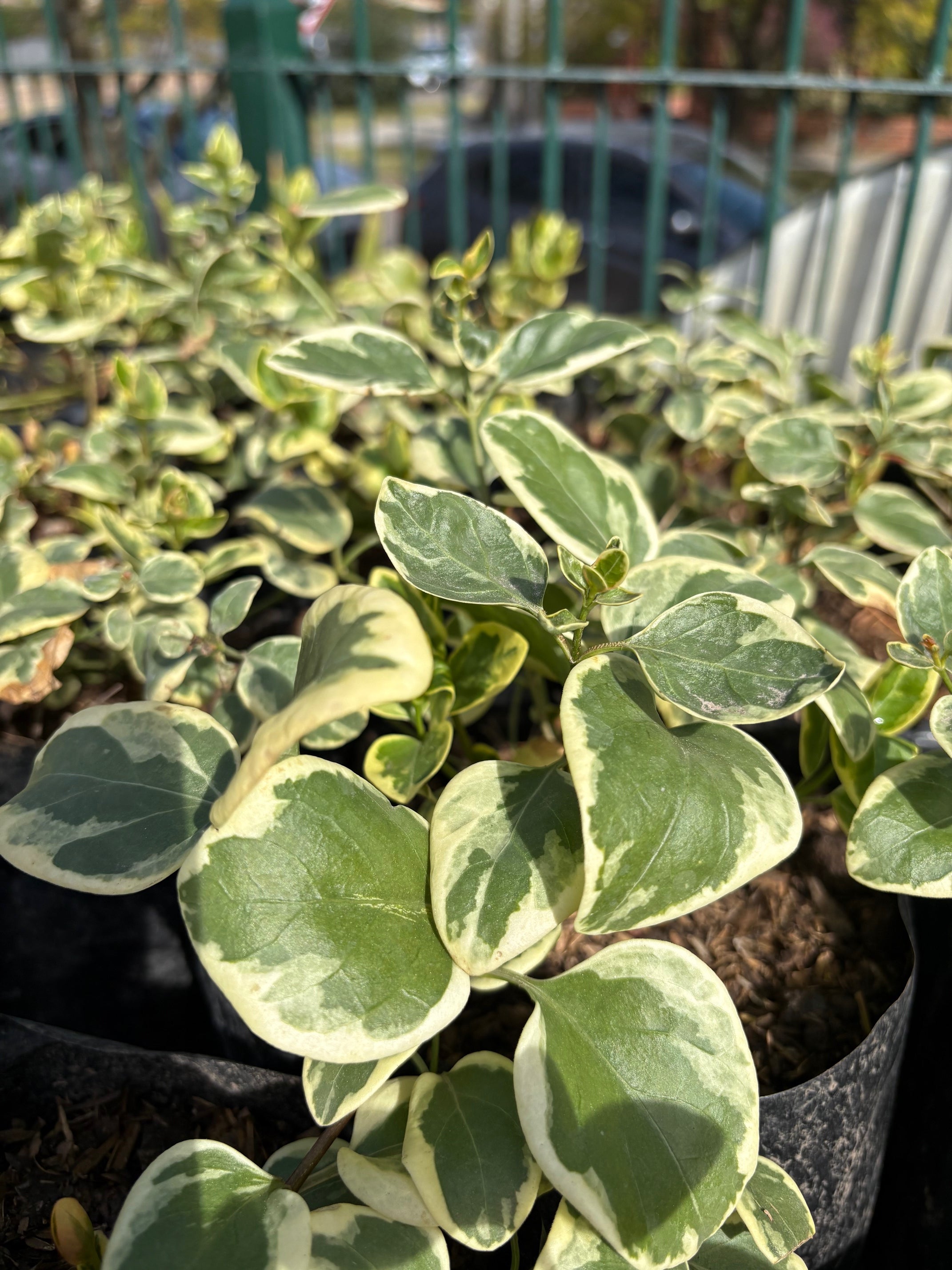 Vinca variegada – Lavender Uruguay