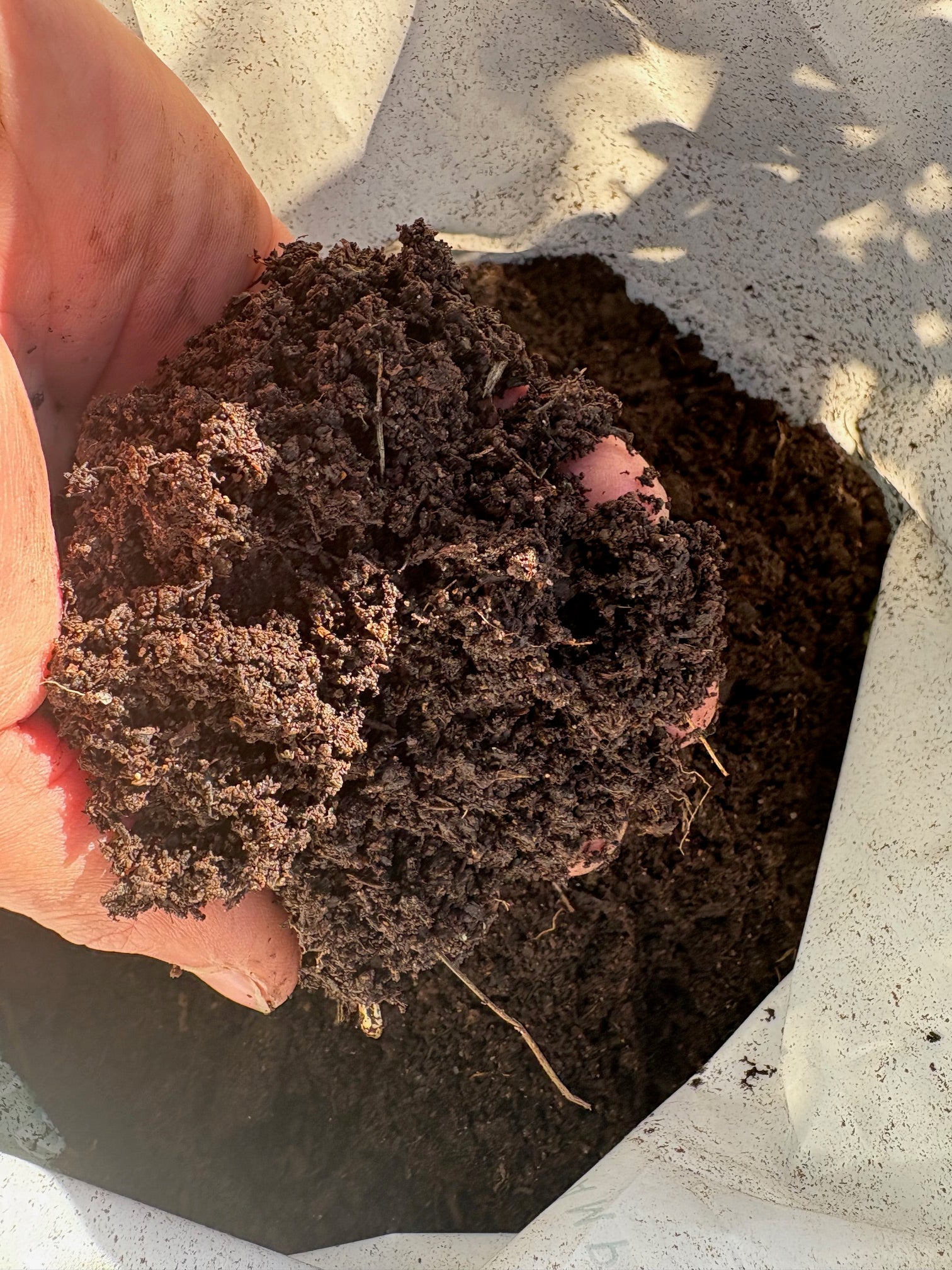 Compost de Champignon grande – Lavender Uruguay