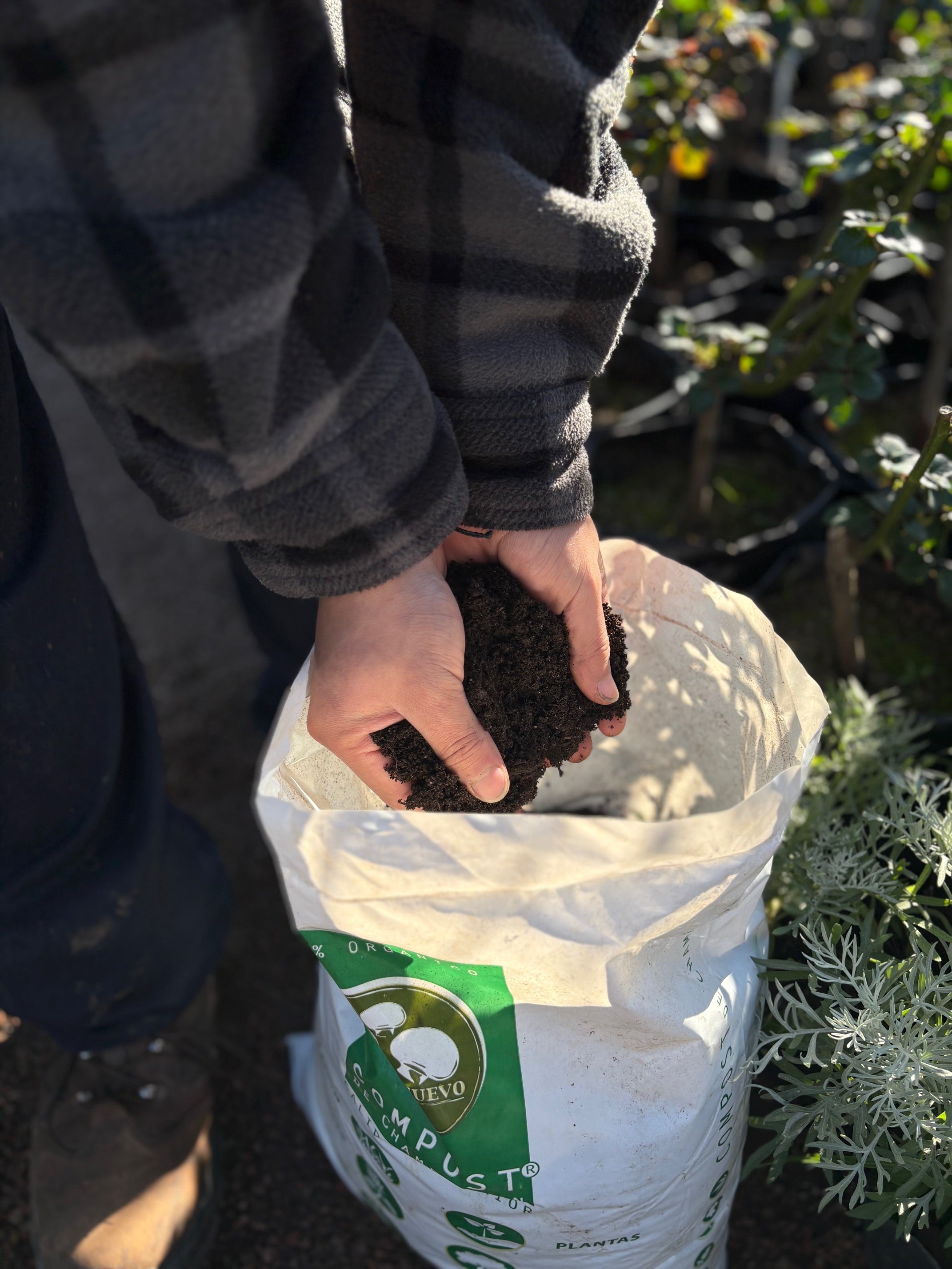 Compost de Champignon chica – Lavender Uruguay