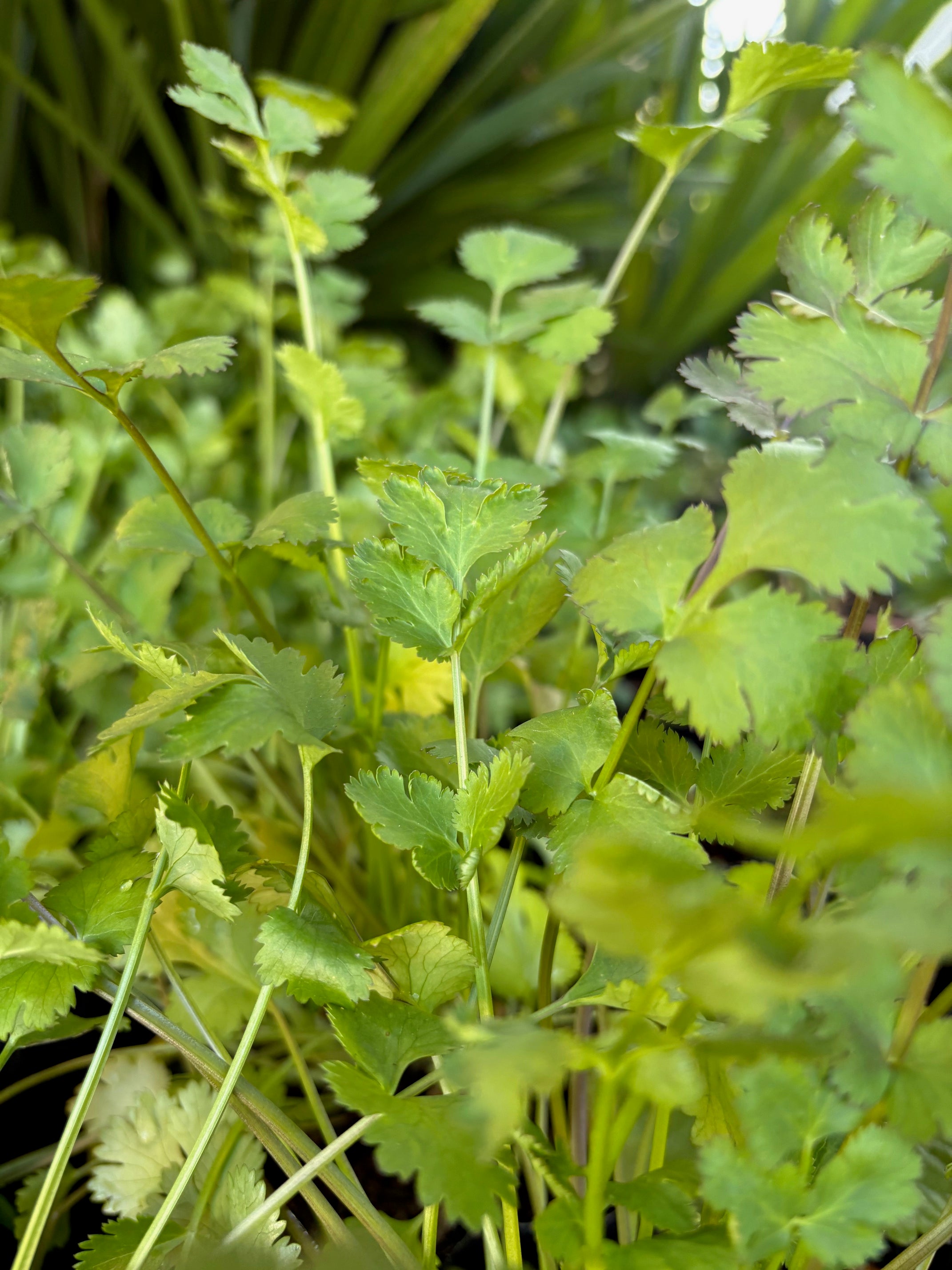 Cilantro – Lavender Uruguay