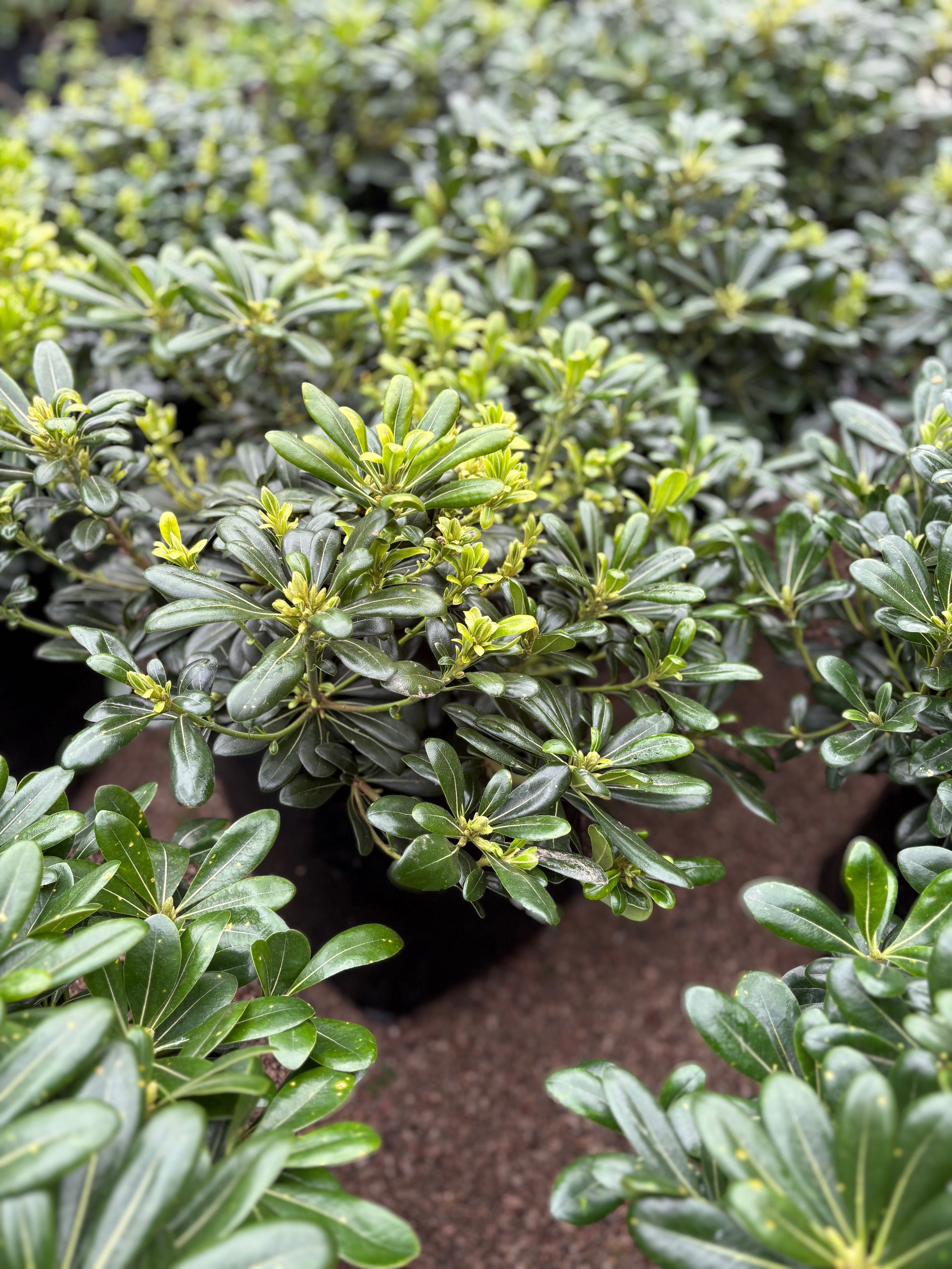 Pittosporum enano grande – Lavender Uruguay
