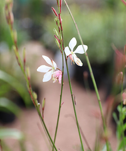 Gaura blanca – Lavender Uruguay